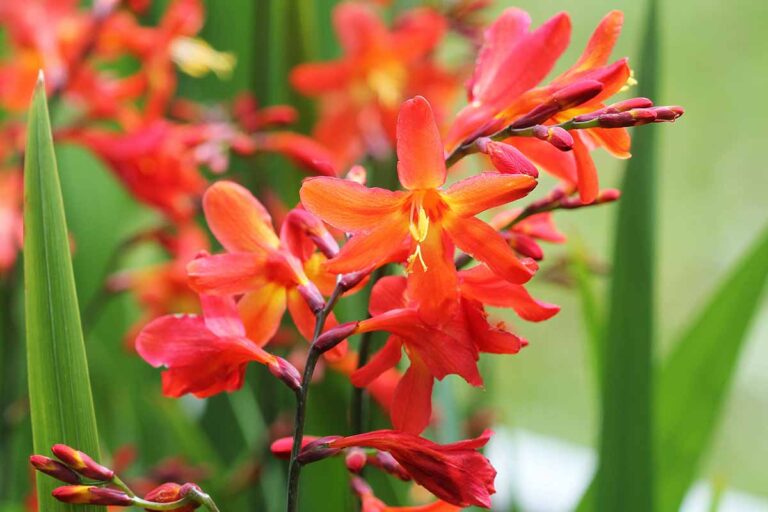 How to Grow and Care for Crocosmia Flowers (Coppertips)
