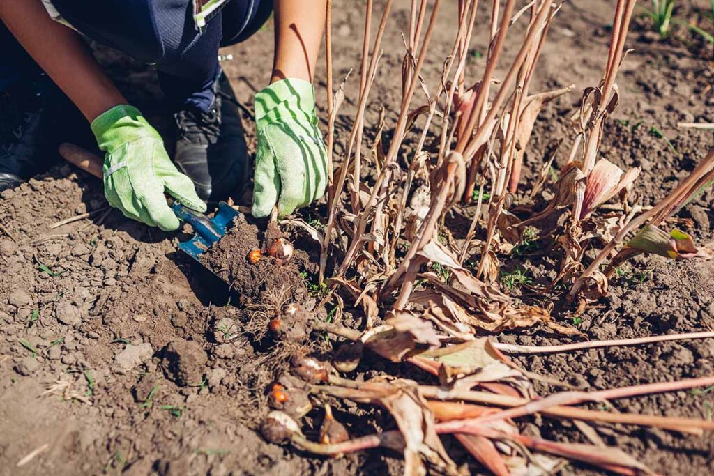9 Tips to Get Tulips to Rebloom | Gardener’s Path