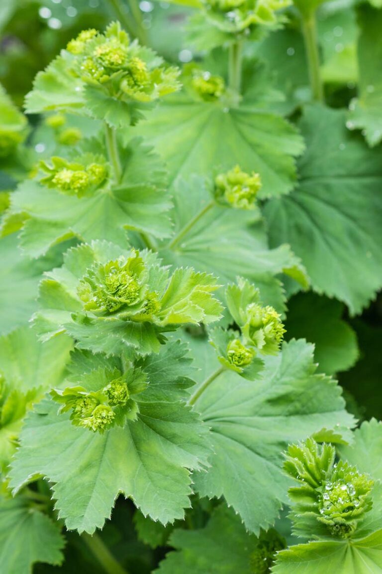 How to Grow and Care for Lady’s Mantle (Alchemilla mollis)