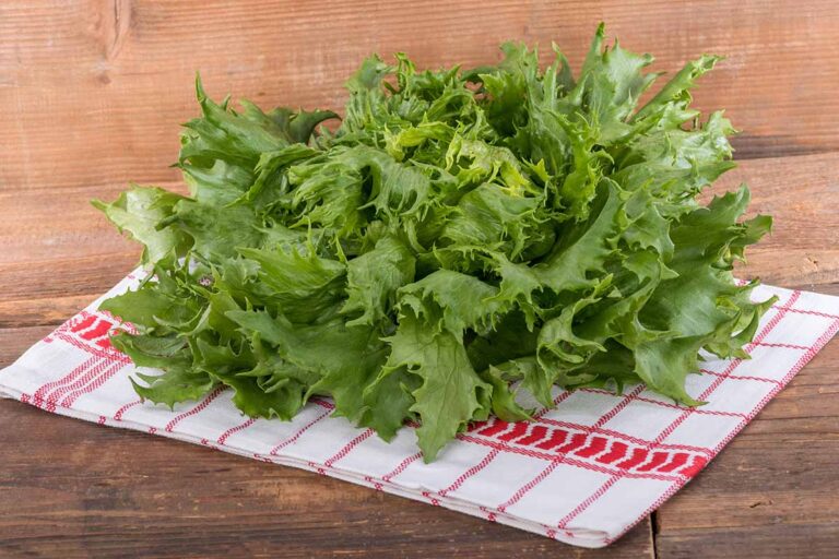 Tips for Growing Ice Queen Lettuce | Gardener's Path