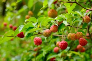 How to Grow and Care for Kousa Dogwood Trees