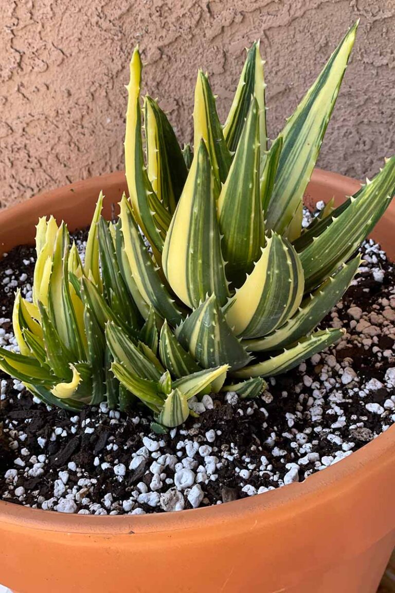 What Are the Different Types of Aloe? | Gardener’s Path