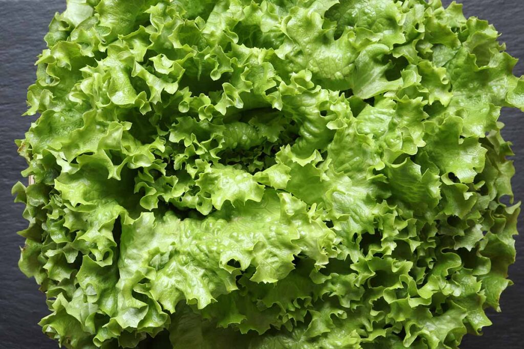 Tips for Growing Summer Crisp (Batavian) Lettuce