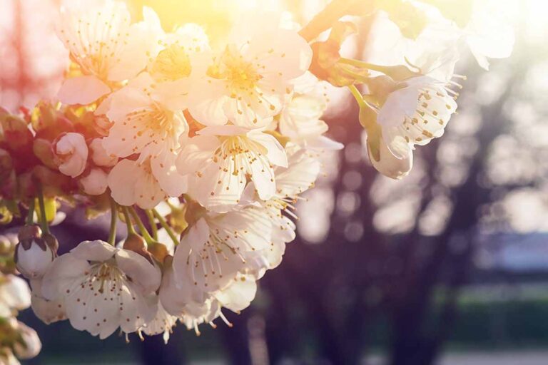 How to Grow and Care for Flowering Cherry Trees