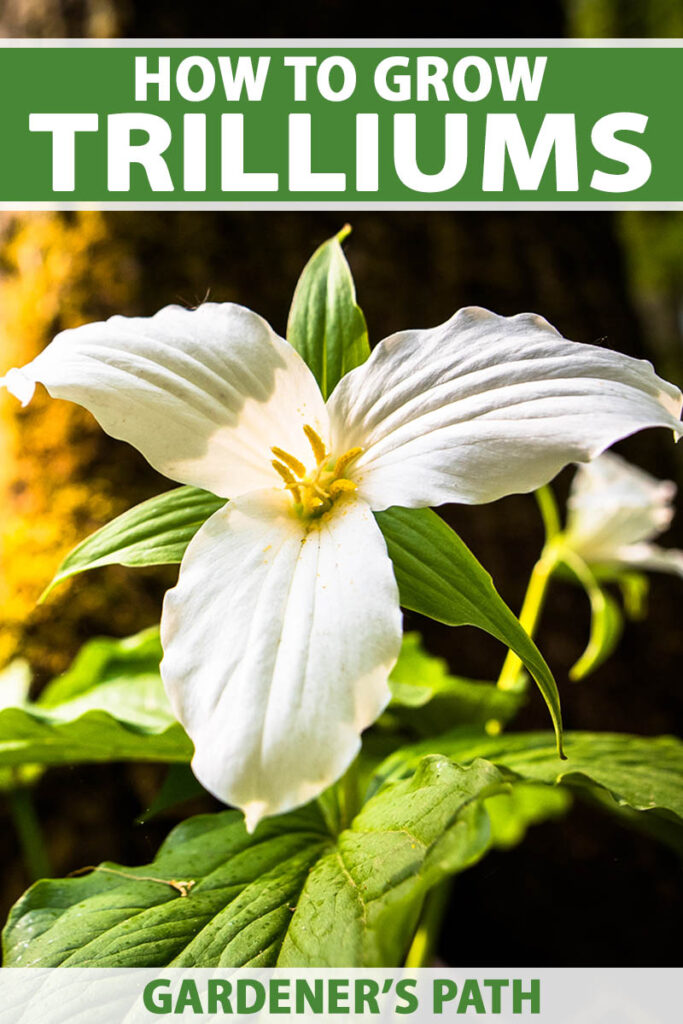 How to Grow and Care for Trillium Flowers (Birthroots)
