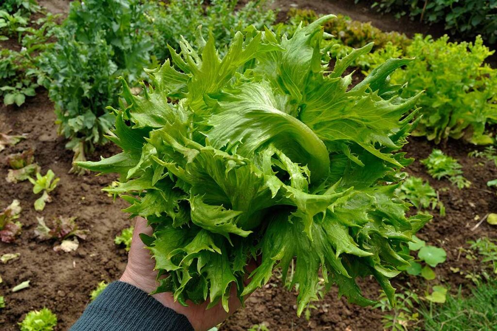 Tips for Growing Ice Queen Lettuce | Gardener's Path
