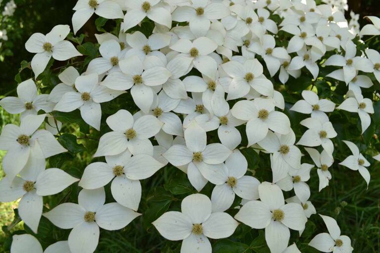 How to Grow and Care for Kousa Dogwood Trees