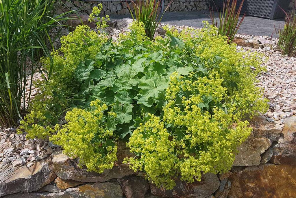 How to Grow and Care for Lady’s Mantle (Alchemilla mollis)