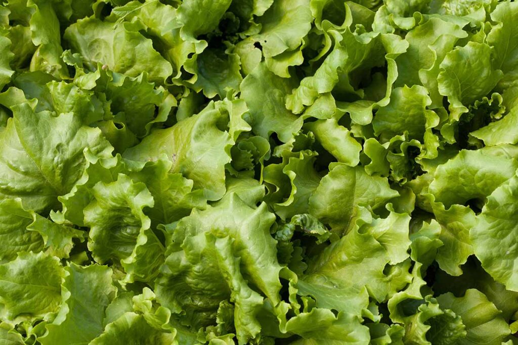 Tips for Growing Summer Crisp (Batavian) Lettuce