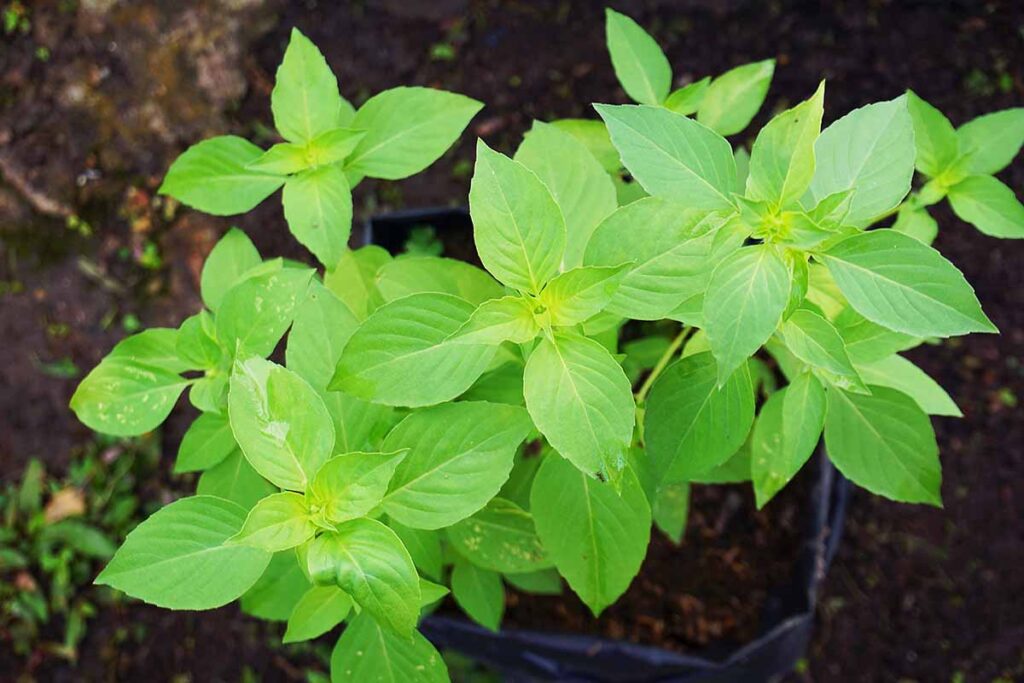 Tips for Growing Citrus Basil | Gardener’s Path