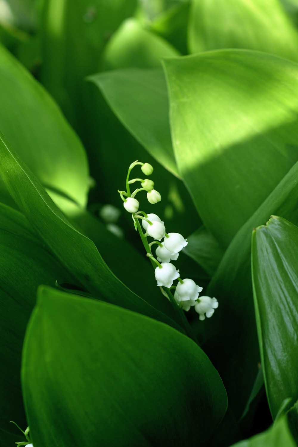 How to Grow Lily of the Valley: Your Planting and Care Guide