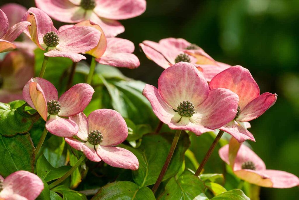 How to Grow and Care for Kousa Dogwood Trees