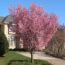 How to Grow and Care for Flowering Cherry Trees