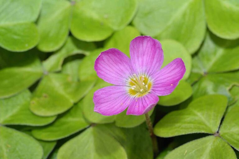 How to Grow and Care for Oxalis (Wood Sorrel) | Gardener’s Path