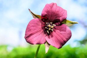How to Grow and Care for Trillium Flowers (Birthroots)