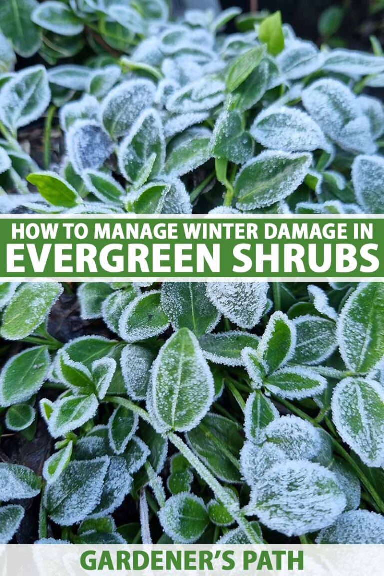 How to Manage Winter Damage in Evergreen Shrubs