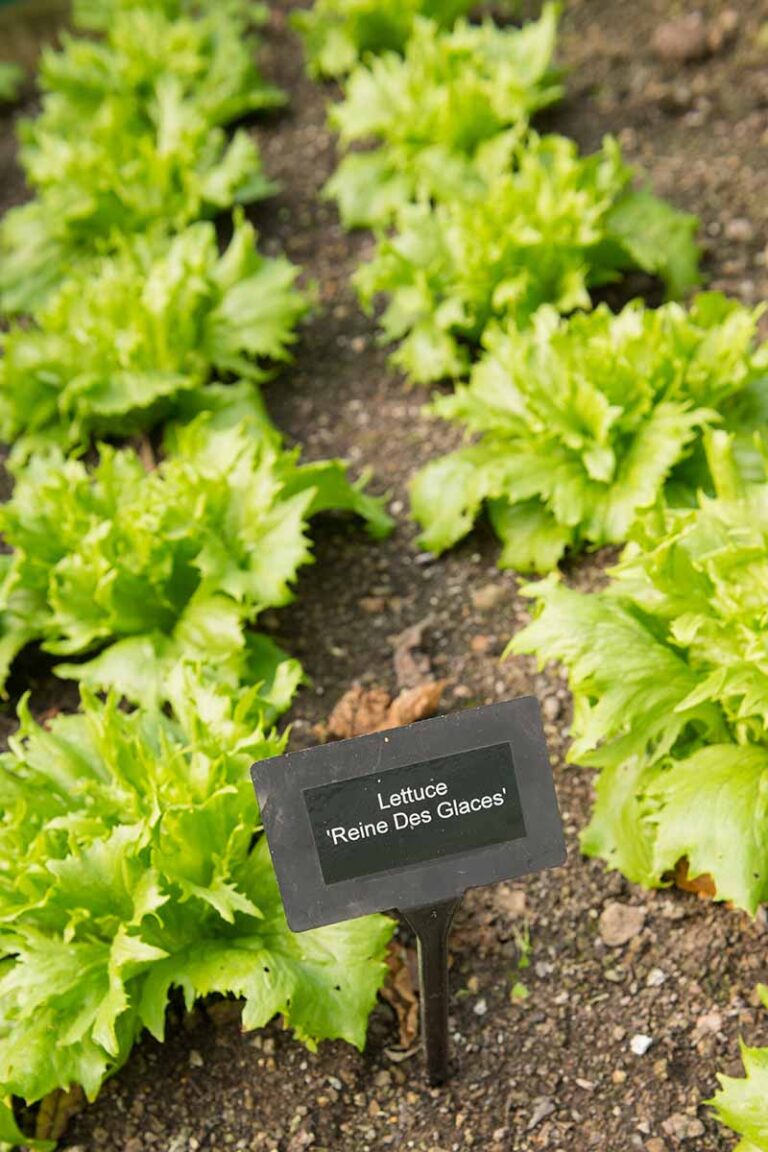 Tips for Growing Ice Queen Lettuce | Gardener's Path