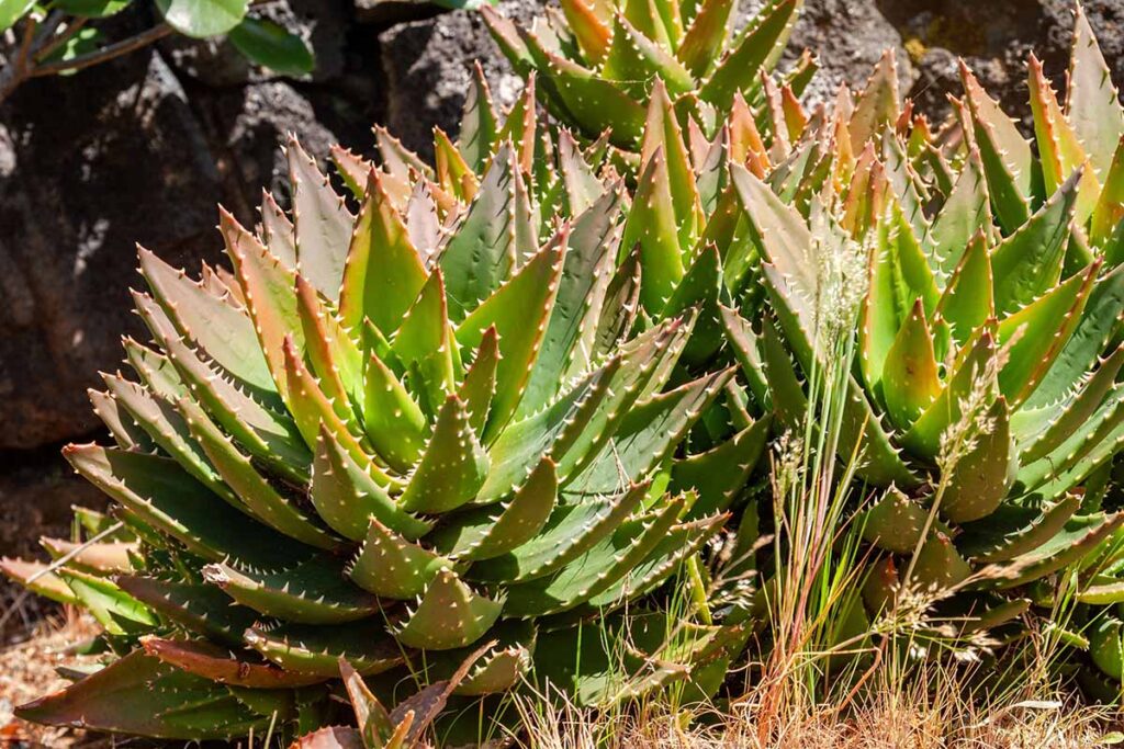 What Are the Different Types of Aloe? | Gardener’s Path