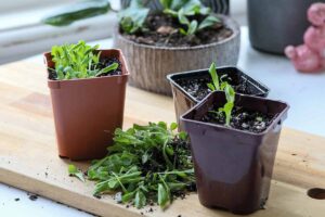 Tips for Growing Ice Queen Lettuce | Gardener's Path