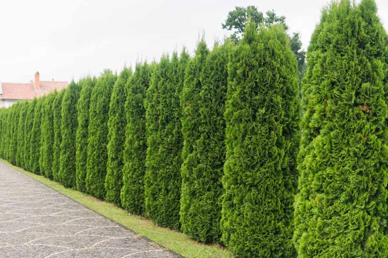 How to Grow and Care for Arborvitae Trees | Gardener’s Path