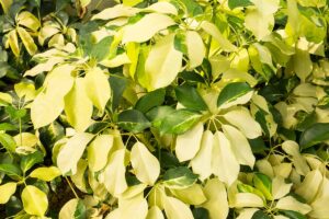 How to Grow and Care for Umbrella Tree Plants