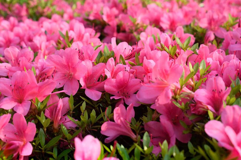19 of the Best Reblooming Flowers for Months of Color
