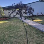 How and When to Fertilize Japanese Maple Trees