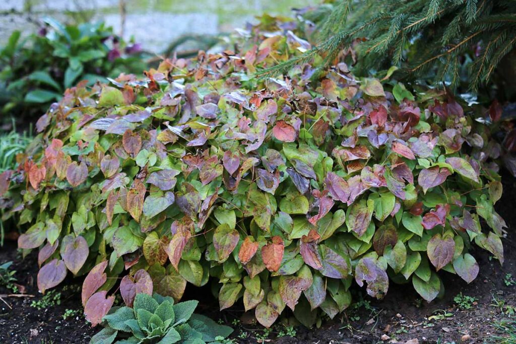 How to Grow and Care for Barrenwort | Gardener’s Path