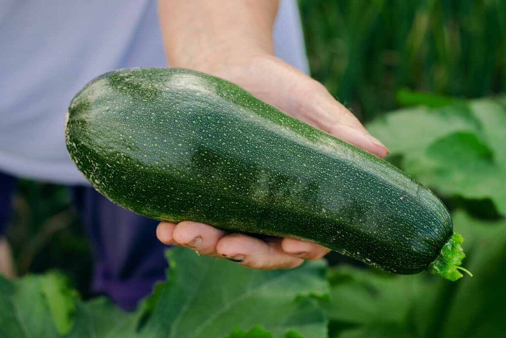 How to Plant and Grow ‘Wando’ Peas | Gardener’s Path