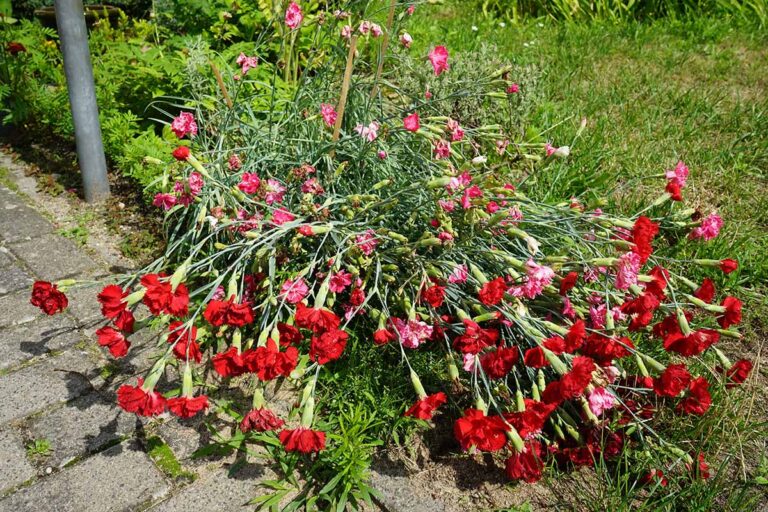 How to Grow and Care for Carnations | Gardener’s Path