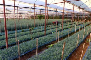 How to Grow and Care for Carnations | Gardener’s Path
