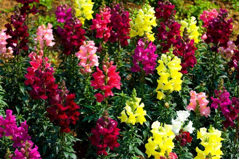 How to Pollinate and Collect Hybrid Snapdragon Seeds