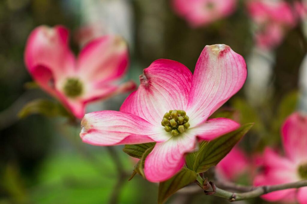 Dogwood Tree Growing Guides, Tips, and Info | Gardener's Path