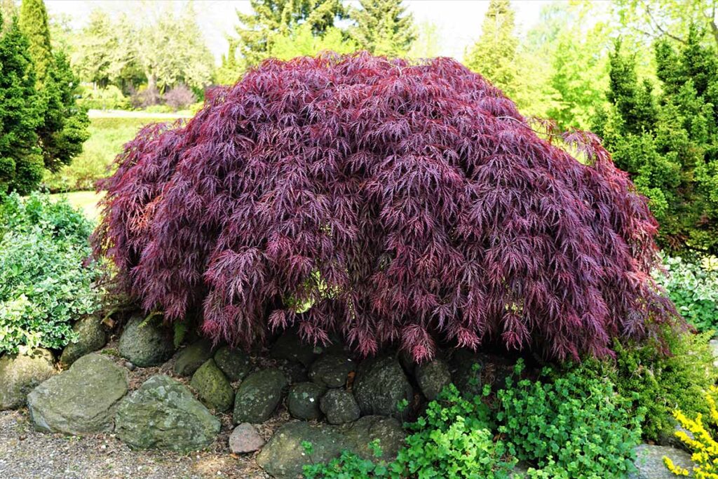 How to Grow and Care for Japanese Maple Trees