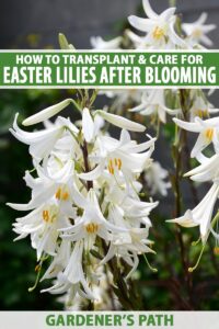 How to Transplant and Care for Easter Lilies After Blooming
