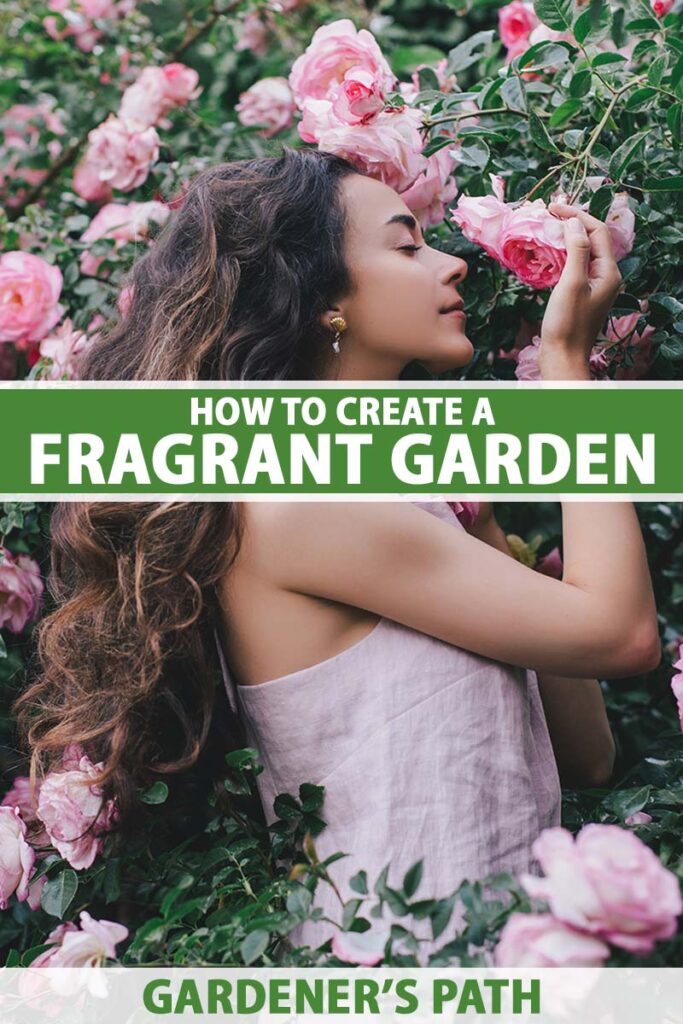 How to Create a Fragrant Garden Plan | Gardener’s Path