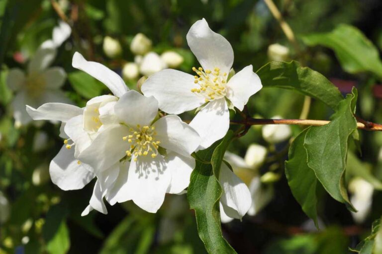 How to Grow and Care for Mock Orange Shrubs | Gardener’s Path