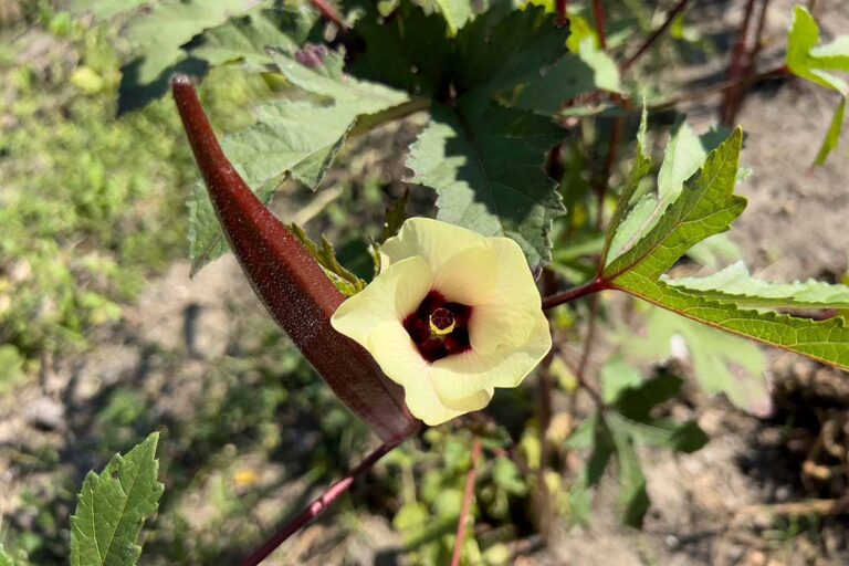 Okra Growing Guides, Tips, and Information | Gardener's Path