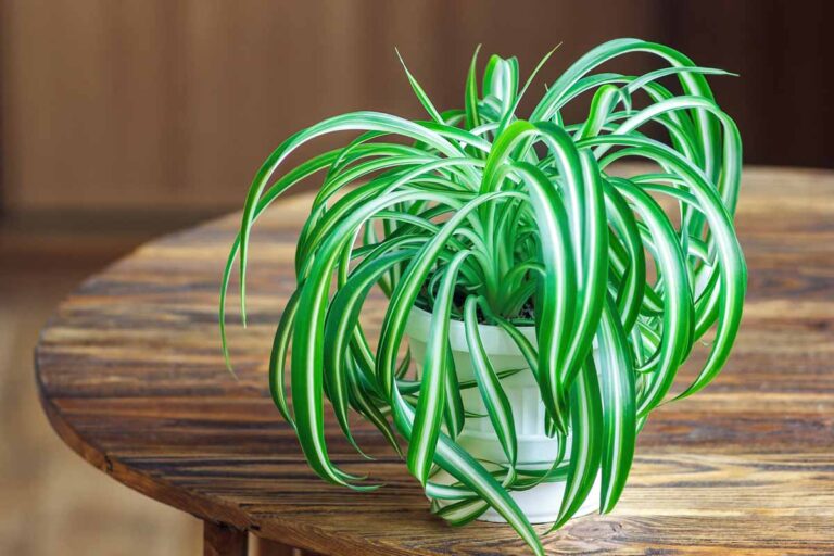 Spider Plant Growing Guides, Tips, and Information | Gardener's Path
