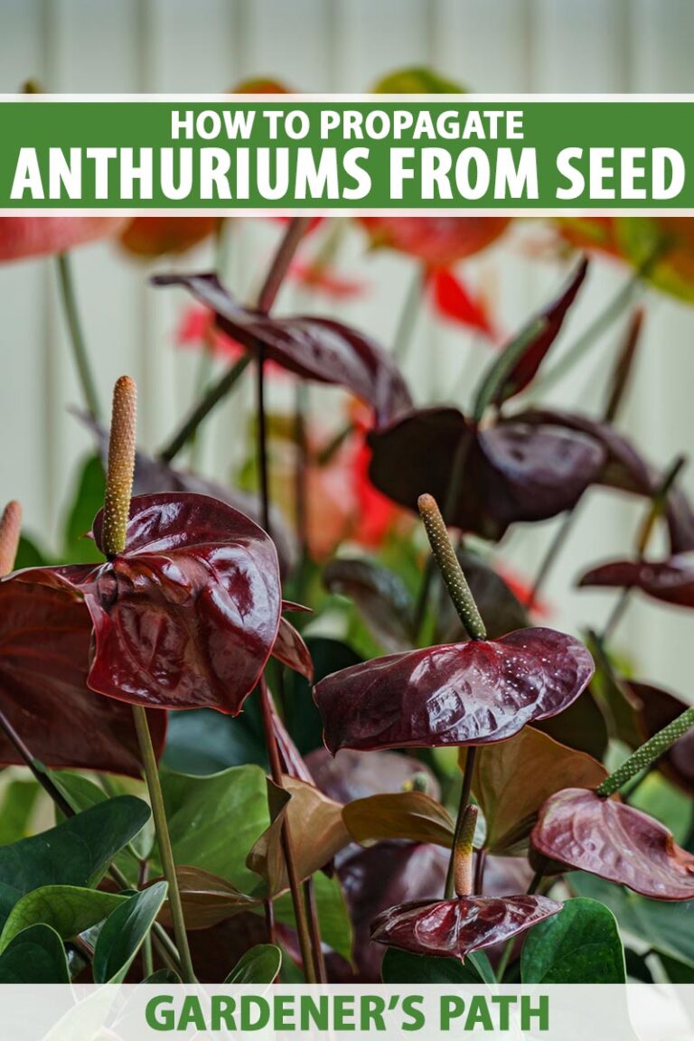 How to Propagate Anthurium Plants from Seed | Gardener’s Path