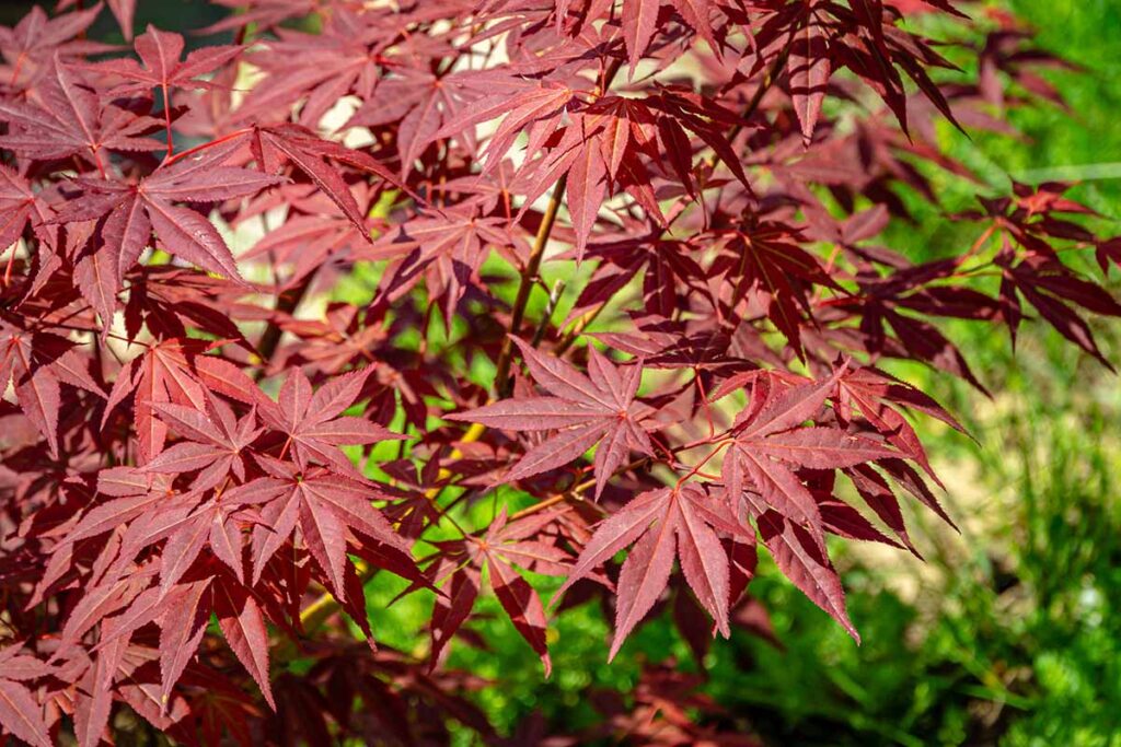 How to Grow and Care for Japanese Maple Trees