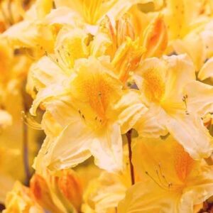 21 of the Best Azaleas Varieties | Gardener’s Path