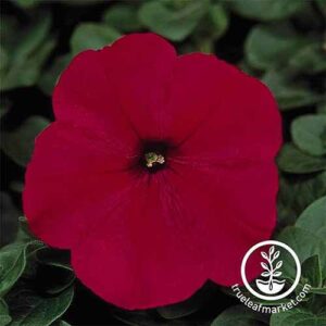 17 of the Best Red Petunias for Your Garden | Gardener’s Path