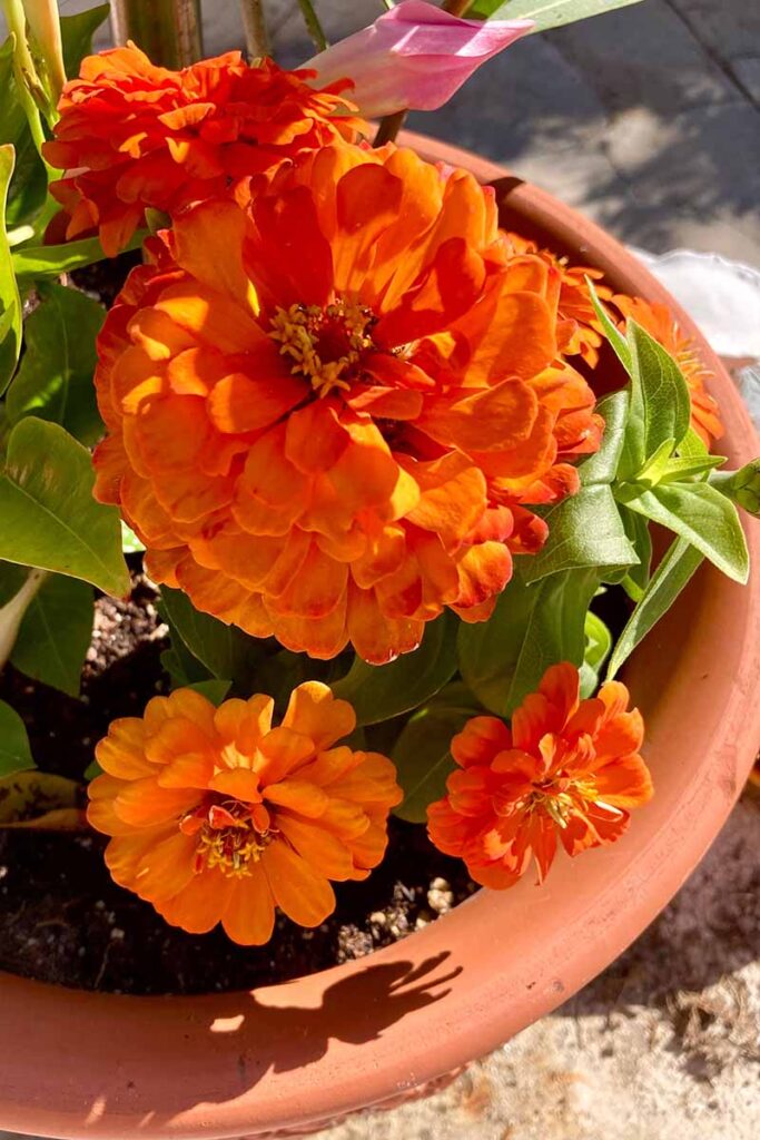 How to Grow Zinnias in Containers | Gardener’s Path