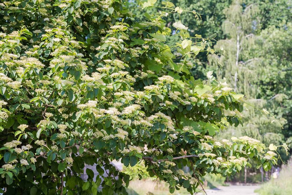 How to Grow and Care for Pagoda Dogwood Trees