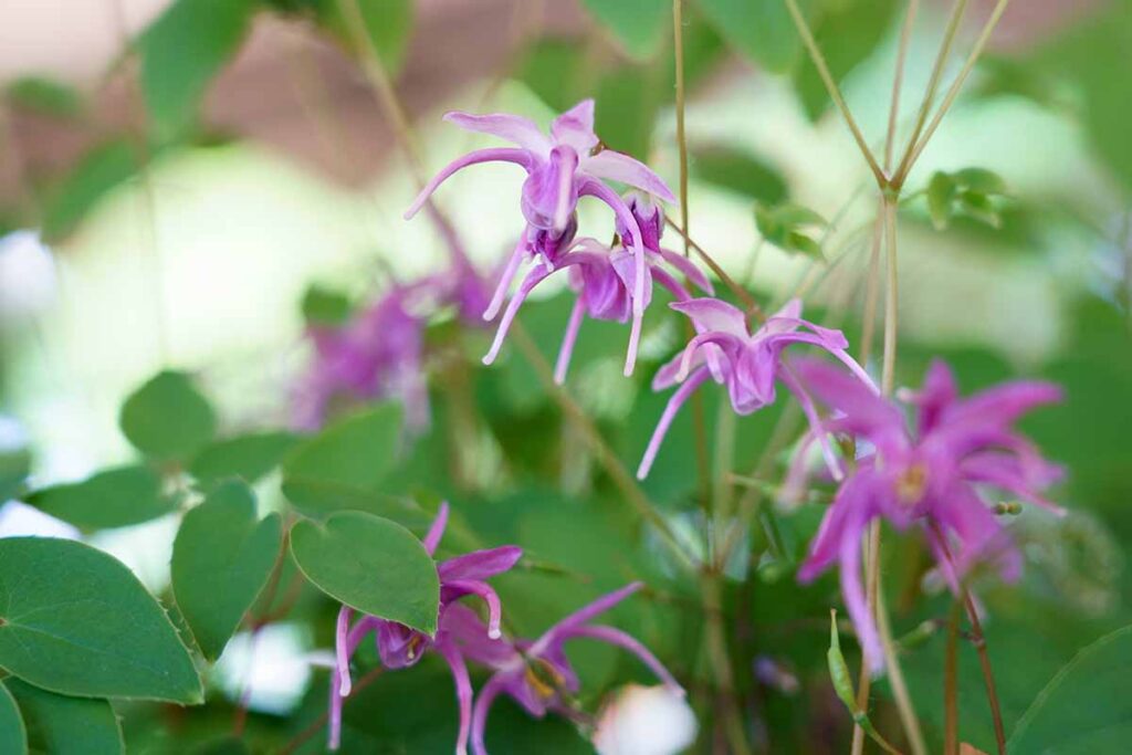 How to Grow and Care for Barrenwort | Gardener’s Path