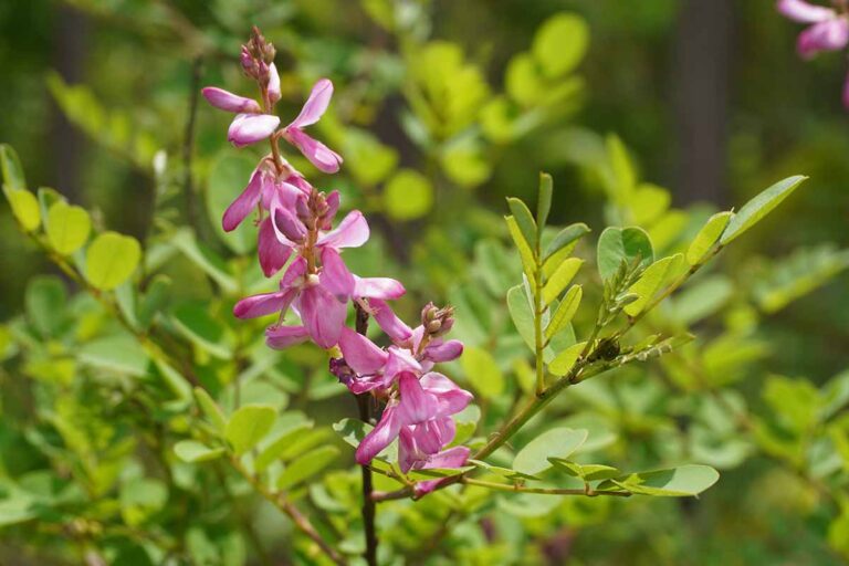 How to Grow and Care for Indigo Plants | Gardener’s Path