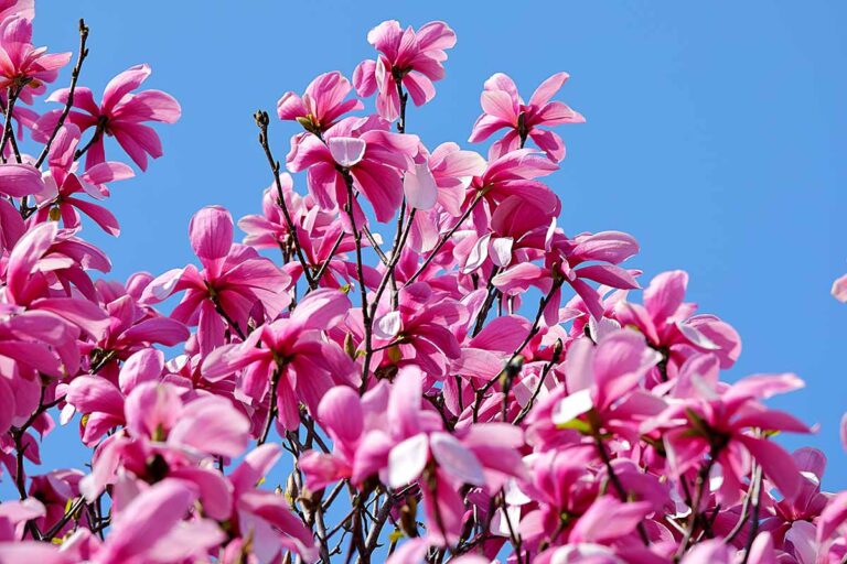 How to Grow and Care for Magnolia Trees | Gardener’s Path