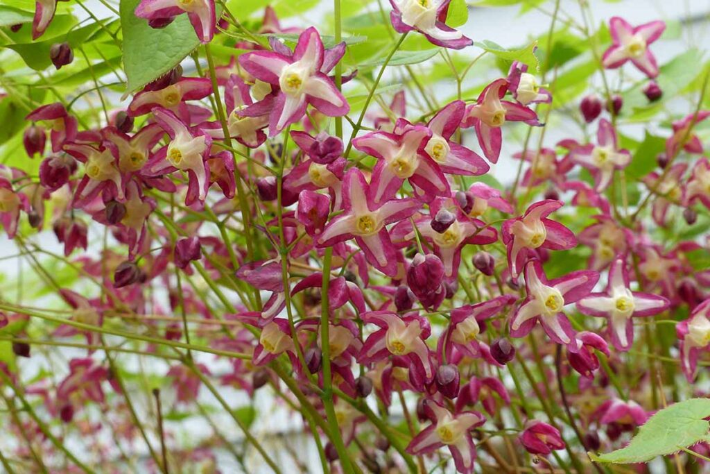 How to Grow and Care for Barrenwort | Gardener’s Path