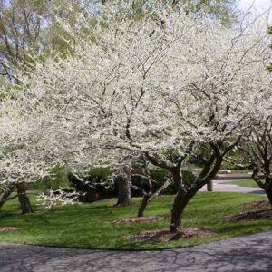 21 of the Best Redbud Varieties | Gardener’s Path